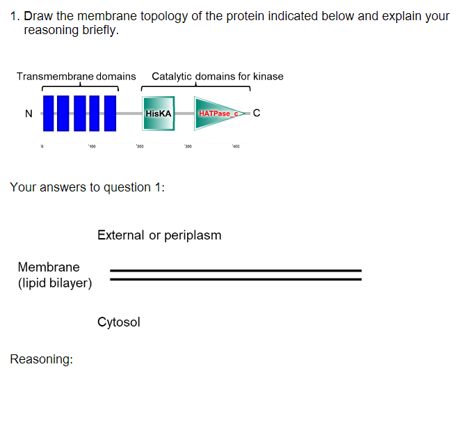 Solved 1. Draw the membrane topology of the protein | Chegg.com