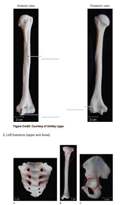 Solved EXERCISE 4 BONE SHAPES Work in a small group or alone | Chegg.com