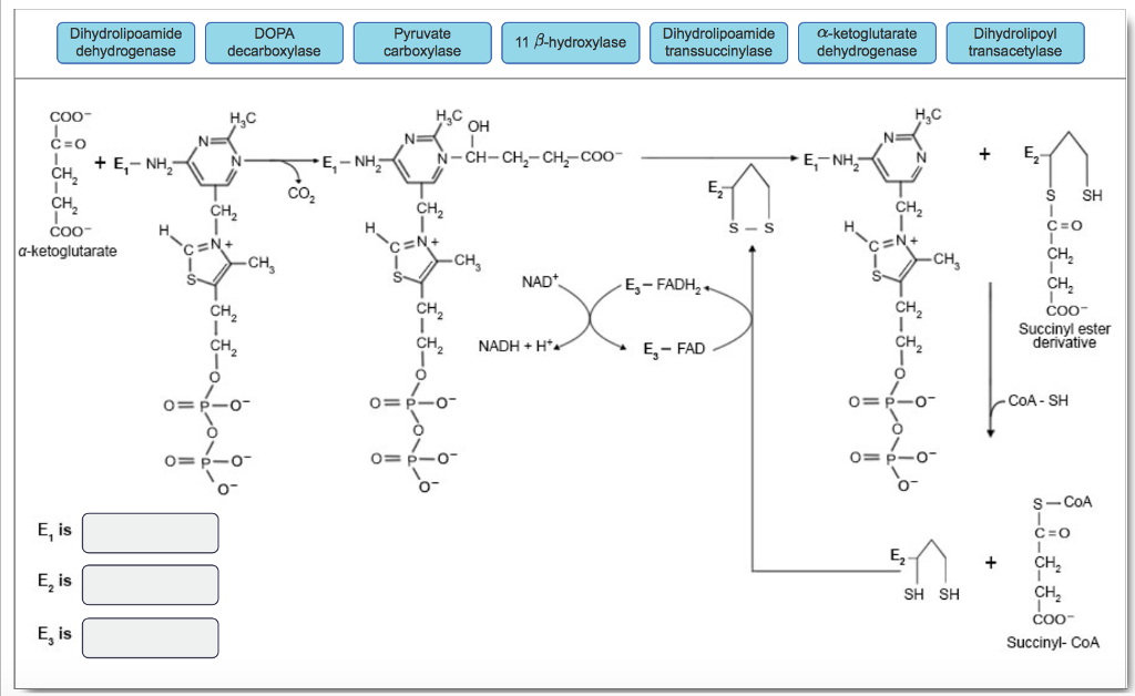 Solved Dihydrolipoamide dehydrogenase DOPA decarboxylase | Chegg.com
