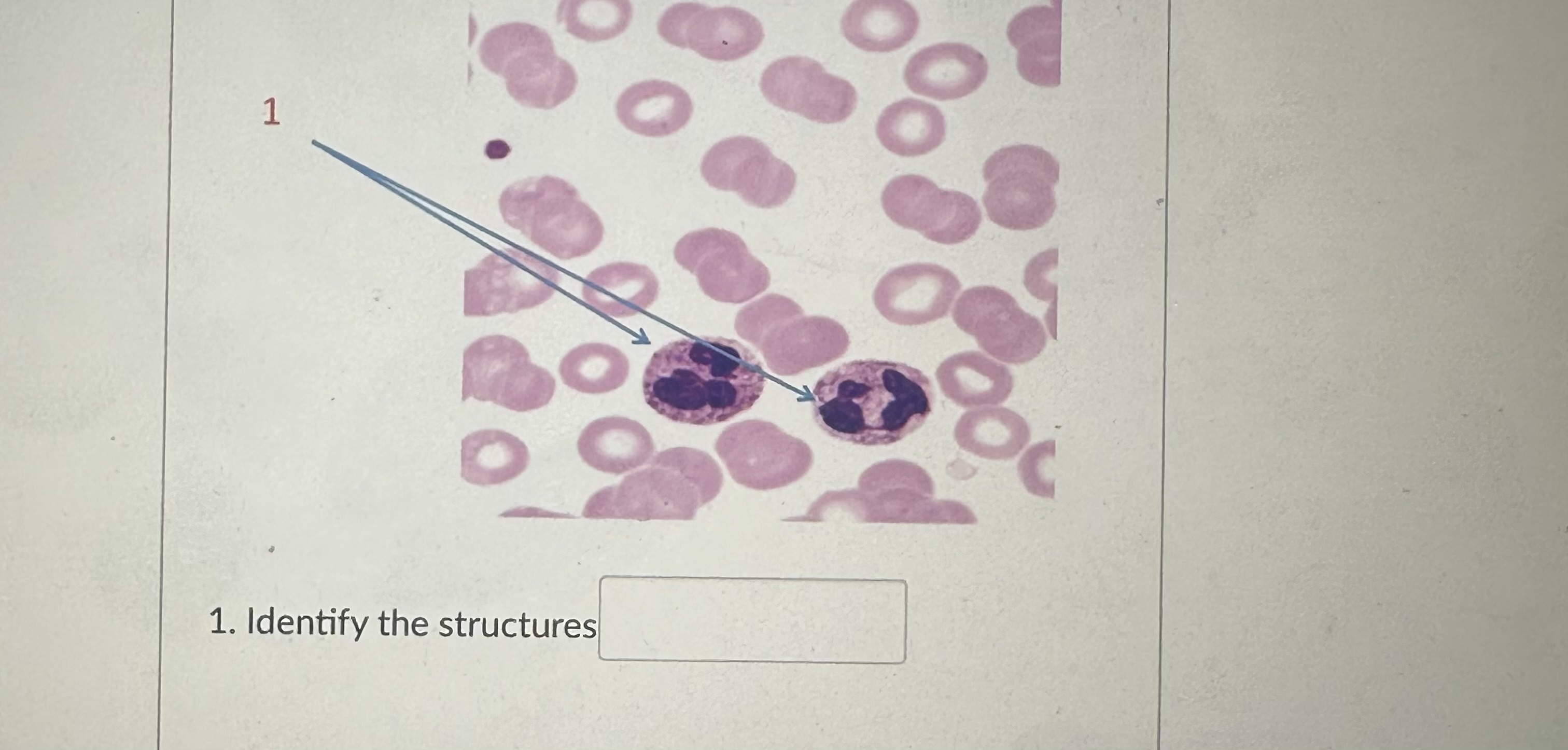 Solved 1 1. Identify the structures | Chegg.com