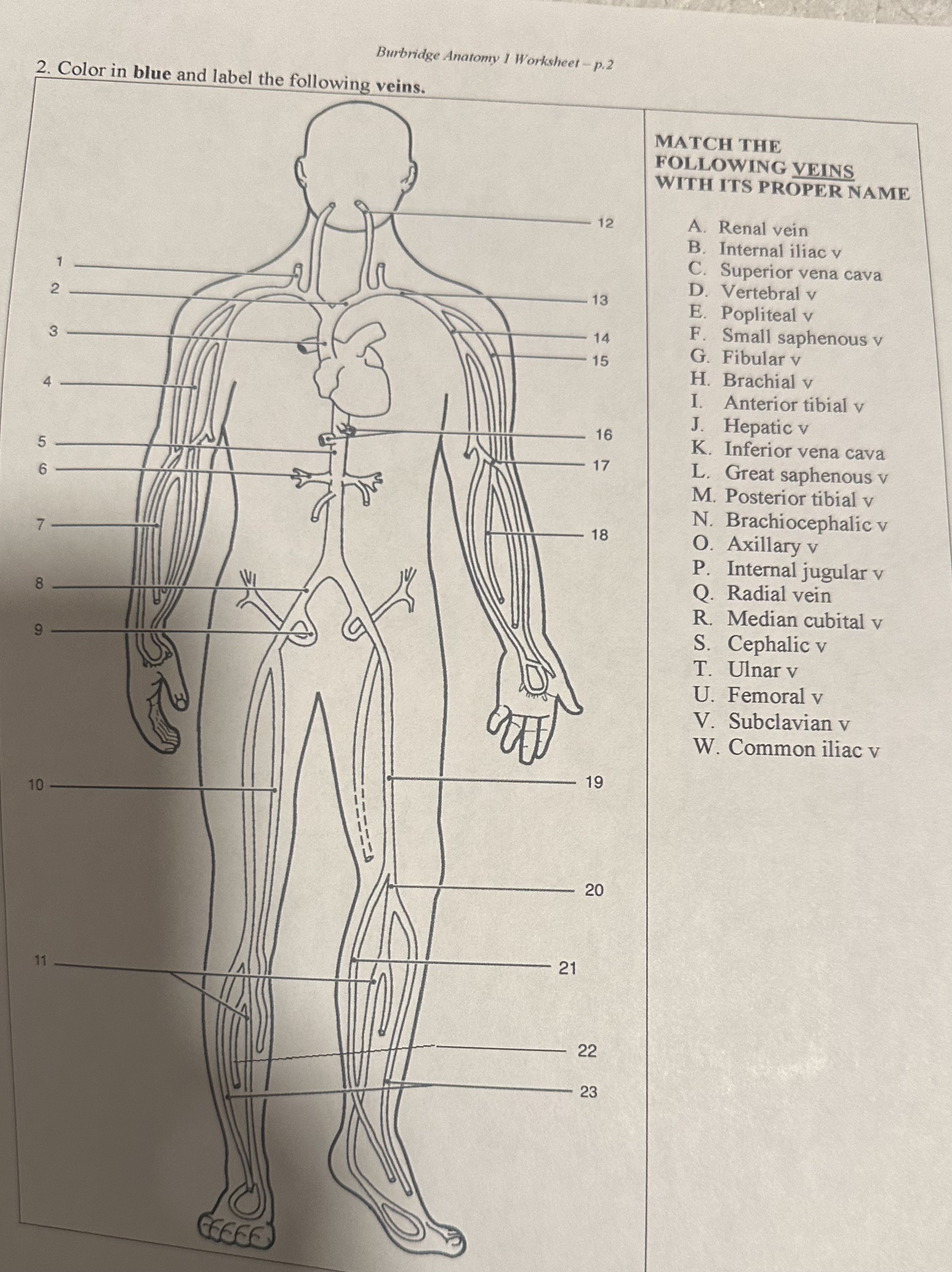 MATCH THE FOLLOWING VEINS WITH ITS PROPER NAME A. | Chegg.com