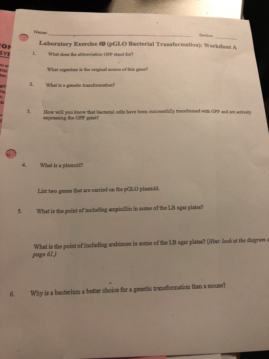 Solved Name: Sectioe: Laboratory Exercise #g (GLO Bacterial | Chegg.com