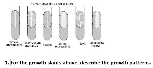 Solved GROWTH PATTERNS ON SLANTS OUTO filiform (thread-like) | Chegg.com