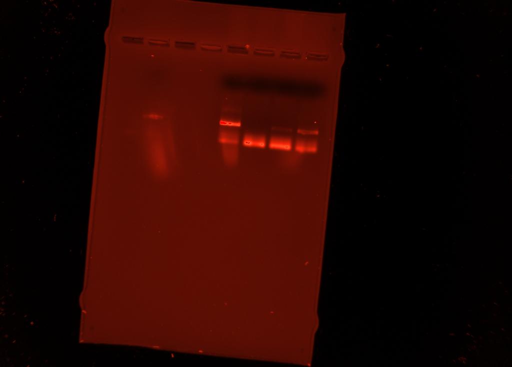 Solved Use of Mitochondrion Cytochrome c oxidase subunit I | Chegg.com