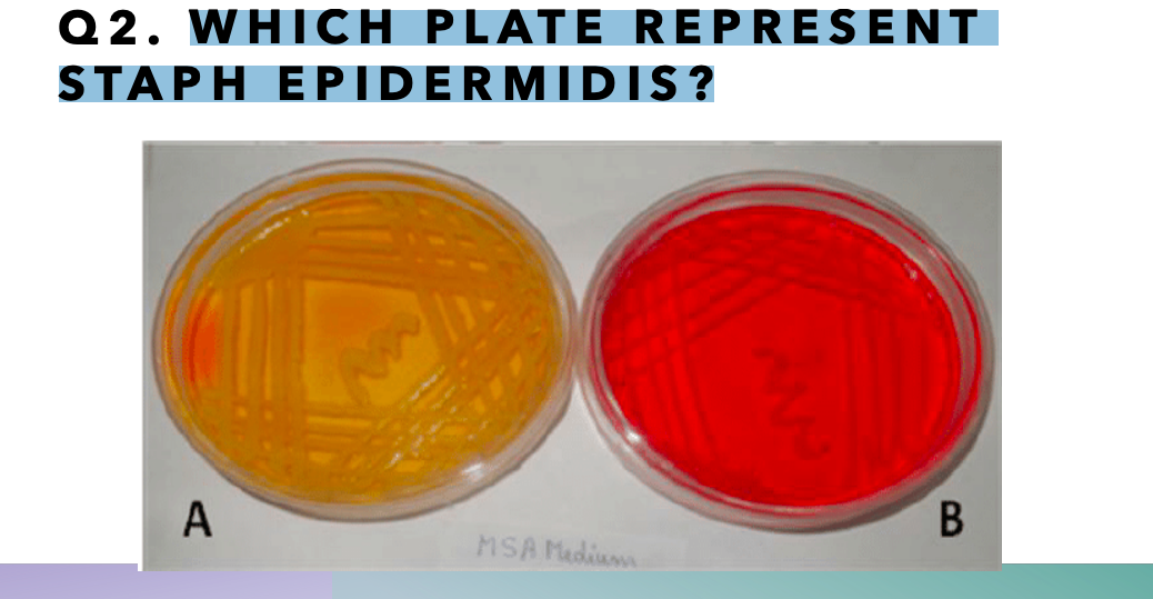 Solved Q2. WHICH PLATE REPRESENT STAPH EPIDERMIDIS? | Chegg.com