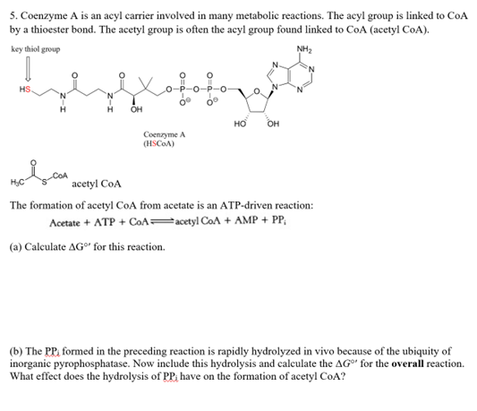 Solved 5. Coenzyme A is an acyl carrier involved in many | Chegg.com