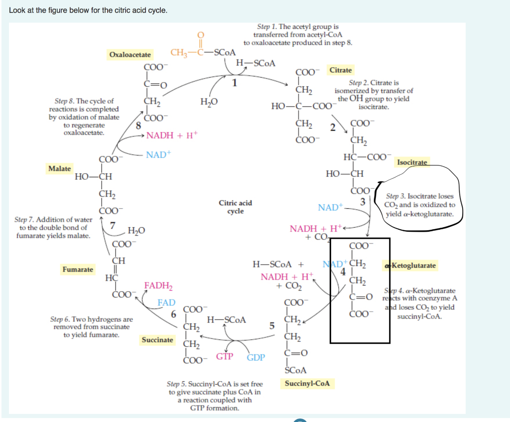 Solved Look at the figure below for the citric acid cycle. | Chegg.com