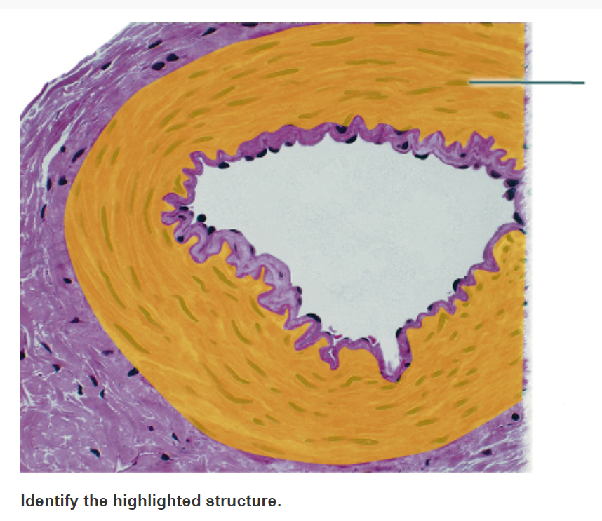 Solved Identify the highlighted structure. Identify the | Chegg.com