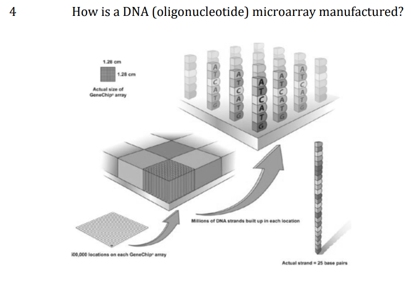 Solved 4 How is a DNA (oligonucleotide) microarray | Chegg.com