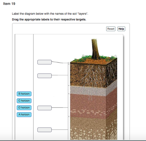 Solved Item 19 Label the diagram below with the names of the | Chegg.com