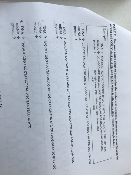 Solved PART C. Use your codon chart to determine the amino | Chegg.com Solved PART C. Use your codon chart to determine the amino | Chegg.com