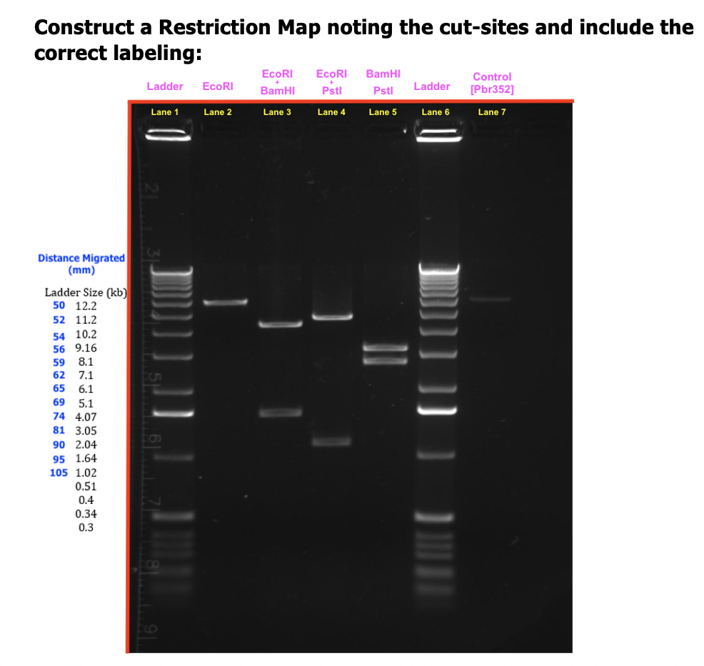 Solved Construct a Restriction Map noting the cut-sites and | Chegg.com
