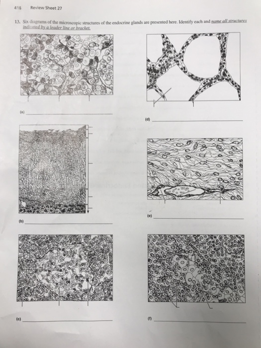 Solved 370 Review Sheet 23 6. Correctly identify each | Chegg.com