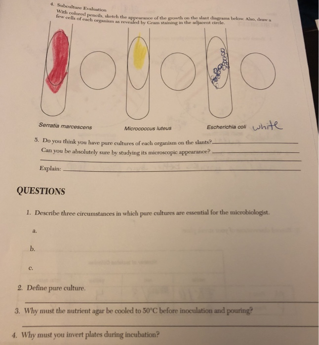 Solved Evaluation cils, sketch the appearance of the growth | Chegg.com
