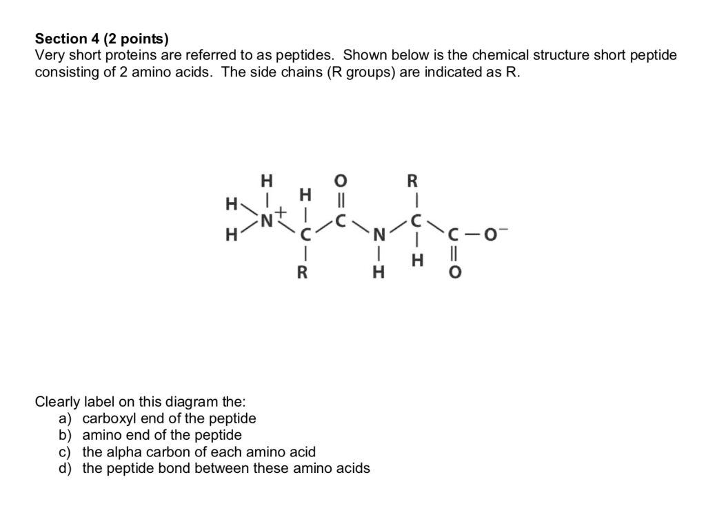 Solved Section 4 (2 points) Very short proteins are referred | Chegg.com