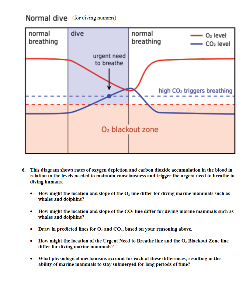 Solved Normal dive (for diving humans) 6. This diagram shows | Chegg.com