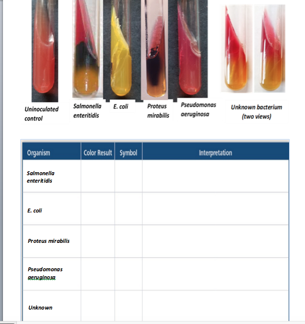 b. The following shows results of four bacterial | Chegg.com