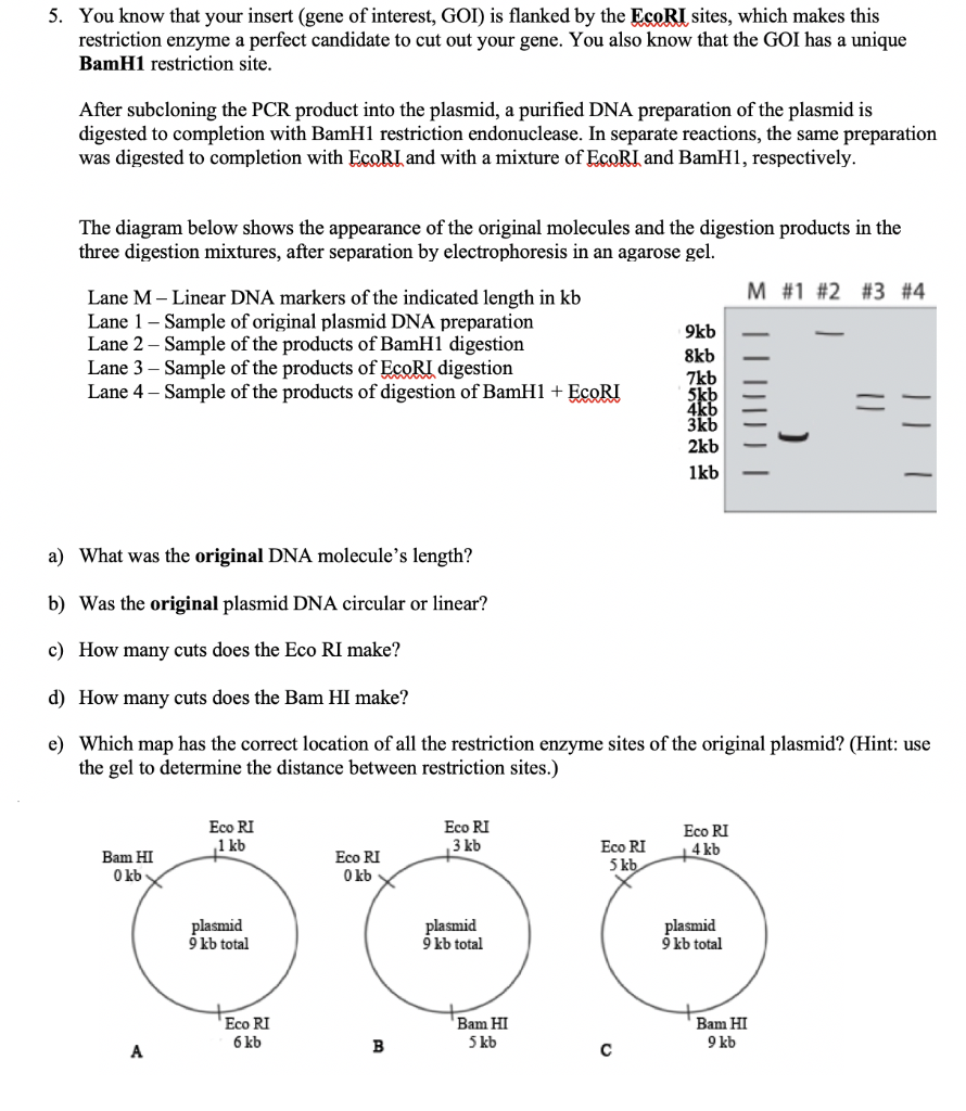 Solved 5. You know that your insert (gene of interest, GOI) | Chegg.com