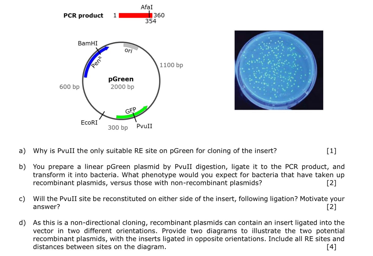 Solved a) Why is PvuII the only suitable RE site on pGreen | Chegg.com