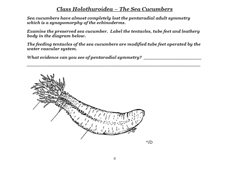 Solved Class Holothuroidea - The Sea Cucumbers Sea cucumbers | Chegg.com