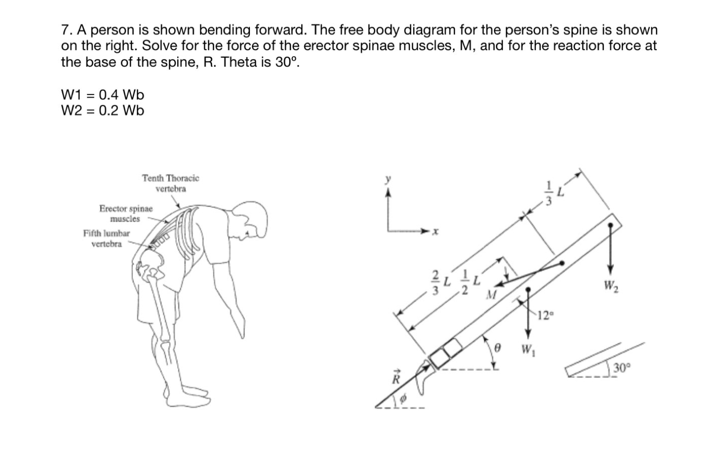 7. A person is shown bending forward. The free body | Chegg.com