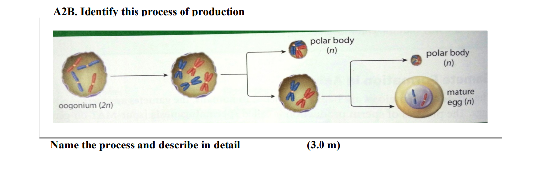 Solved A2B. ﻿Identify this process of production | Chegg.com