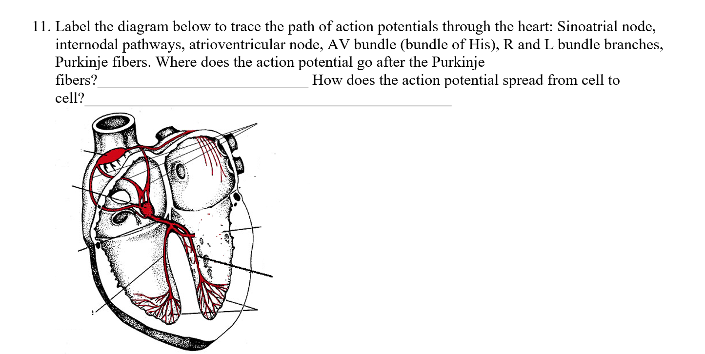 Internodal Pathways
