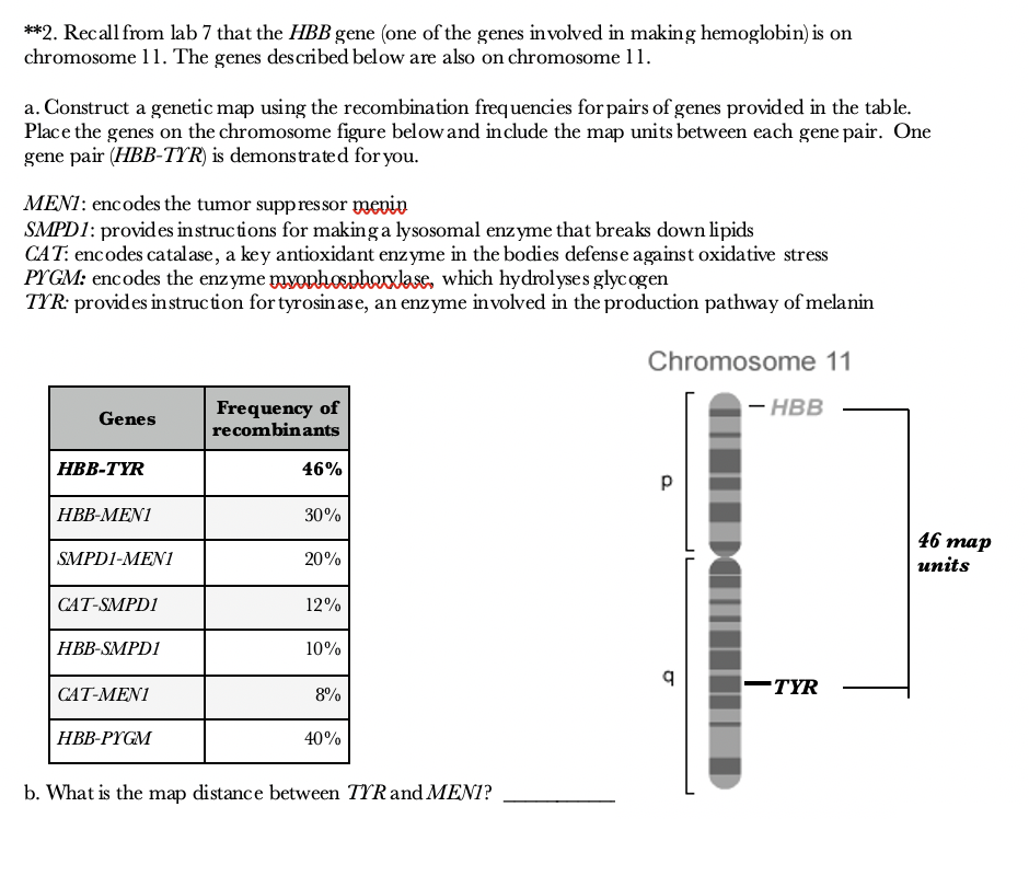 Solved **2. Recall from lab 7 that the HBB gene (one of the | Chegg.com