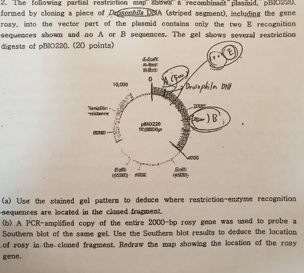Solved 2. The following partial restriction map shows" à | Chegg.com