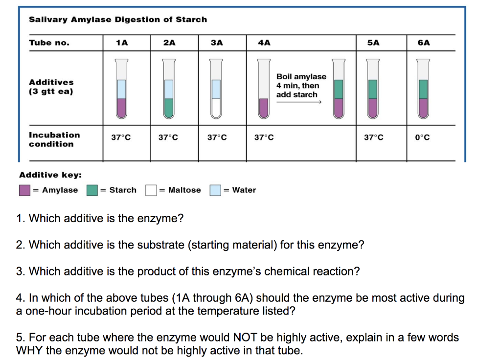 Solved Salivary Amylase Digestion of Starch ЗА Tube no. 1A | Chegg.com