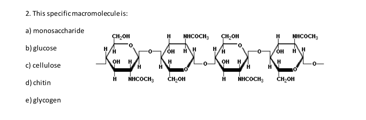 Solved 2. This specific macromoleculeis: a) monosaccharide | Chegg.com