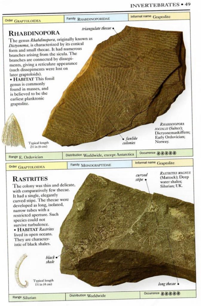 Solved Graptolites Graptolites are common fossils that have | Chegg.com