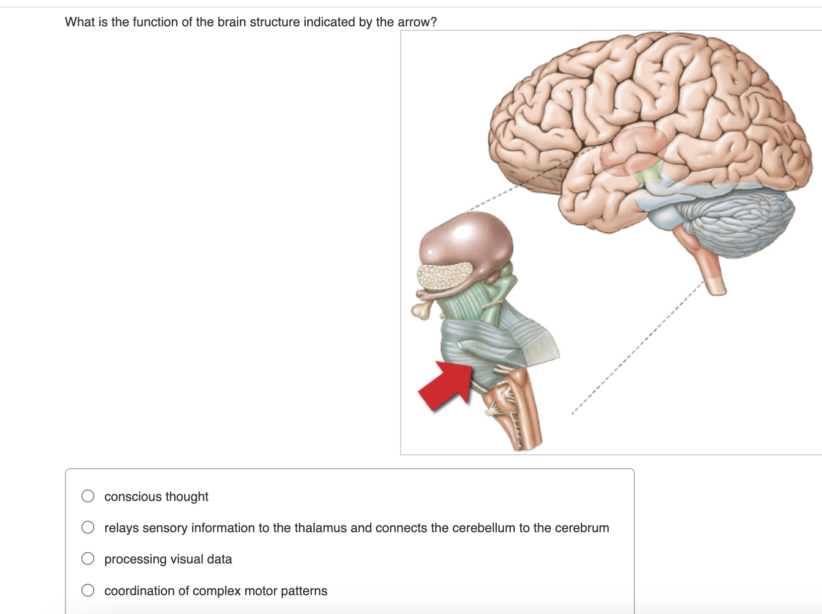 Solved What is the function of the brain structure indicated | Chegg.com