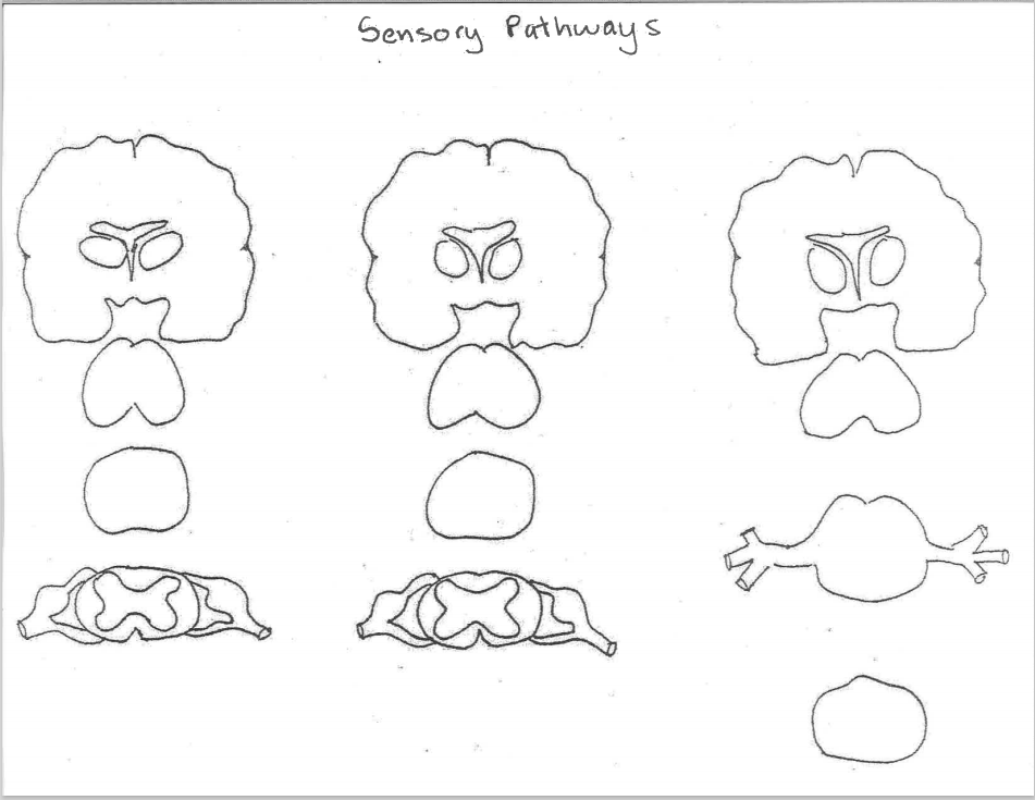 Solved Draw out in diagrams the sensory and motor pathways | Chegg.com