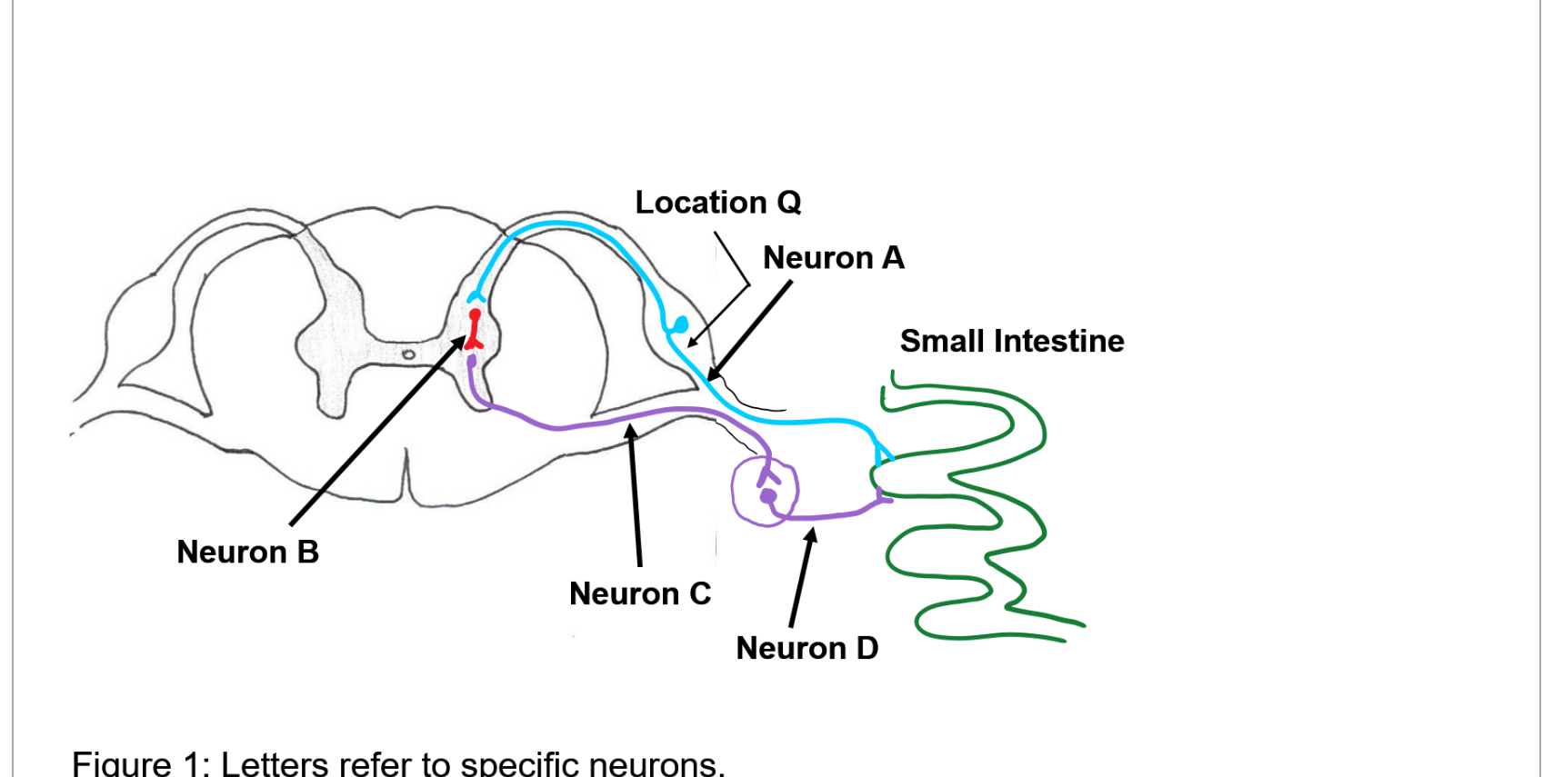 Solved Location Q Neuron A Small Intestine Neuron B Neuron C | Chegg.com