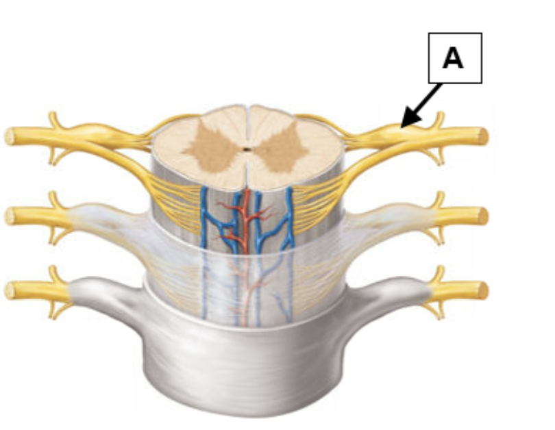 Solved Based on the image of the spinal cord, which of the | Chegg.com