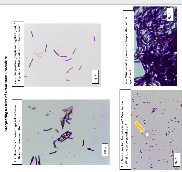 Solved Interpreting Results of Gram stain Procedure 1. a. | Chegg.com