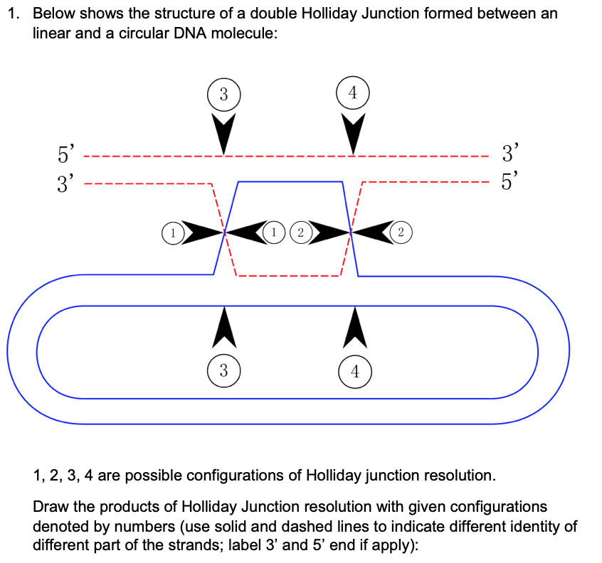 Solved Microbial Genetics/Recombination Draw the products | Chegg.com
