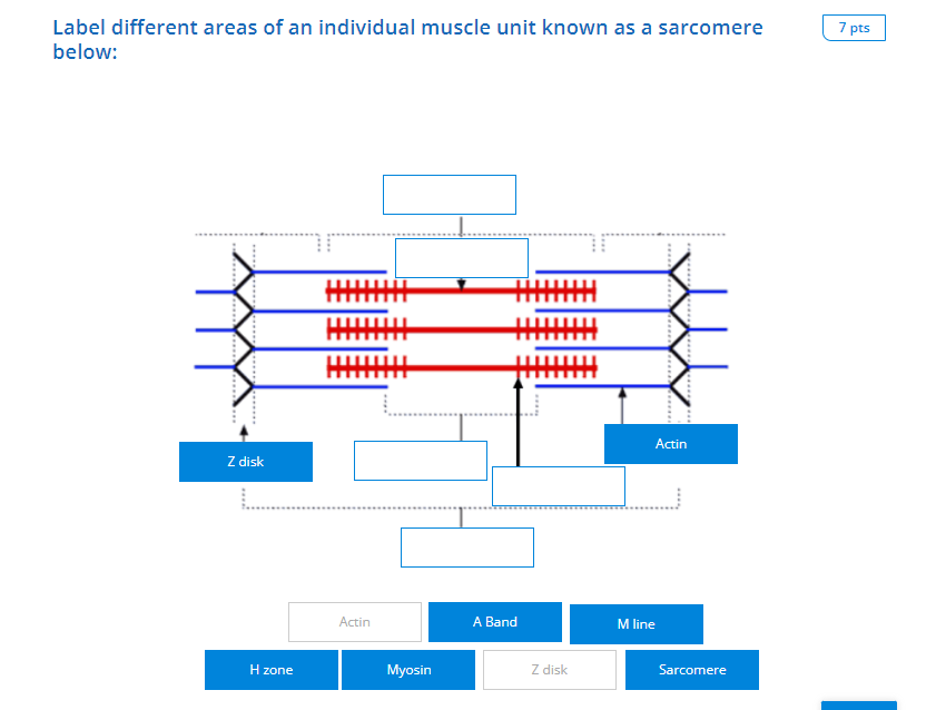 Solved 7 pts Label different areas of an individual muscle | Chegg.com