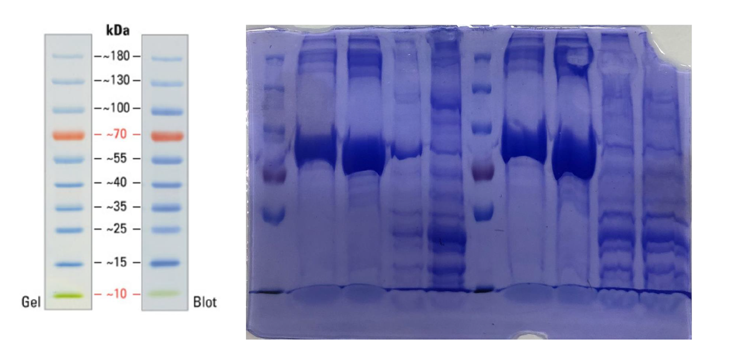 Solved 1.Label the gel properly including the molecular | Chegg.com