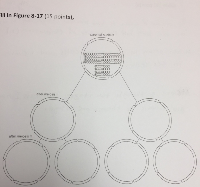 Solved ill in Figure 8-17 (15 points), parental nucleus | Chegg.com