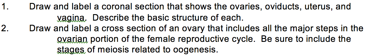 Solved 1. 2. Draw and label a coronal section that shows the | Chegg.com