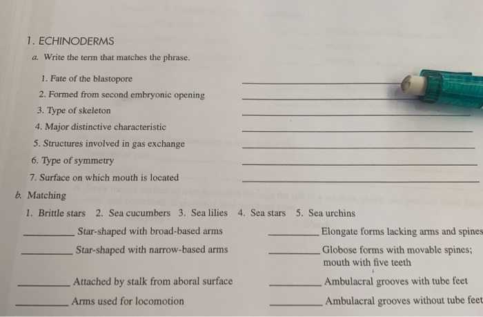 Solved 1. ECHINODERMS a. Write the term that matches the | Chegg.com