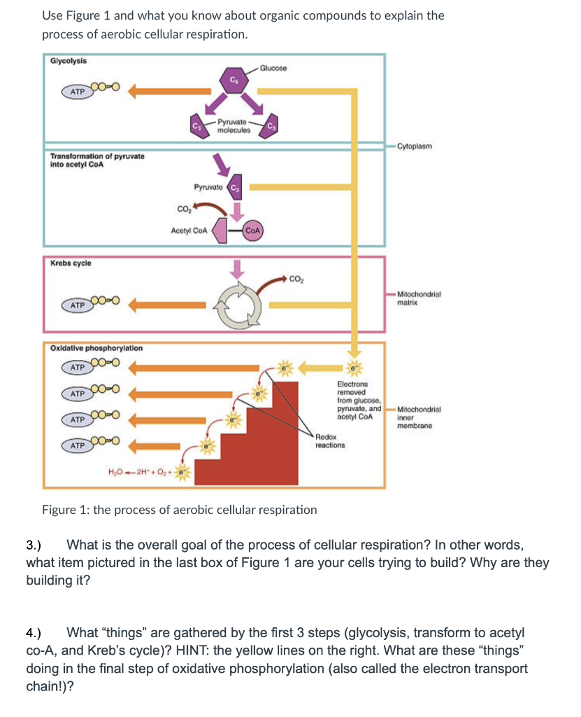 Solved Use Figure 1 and what you know about organic | Chegg.com