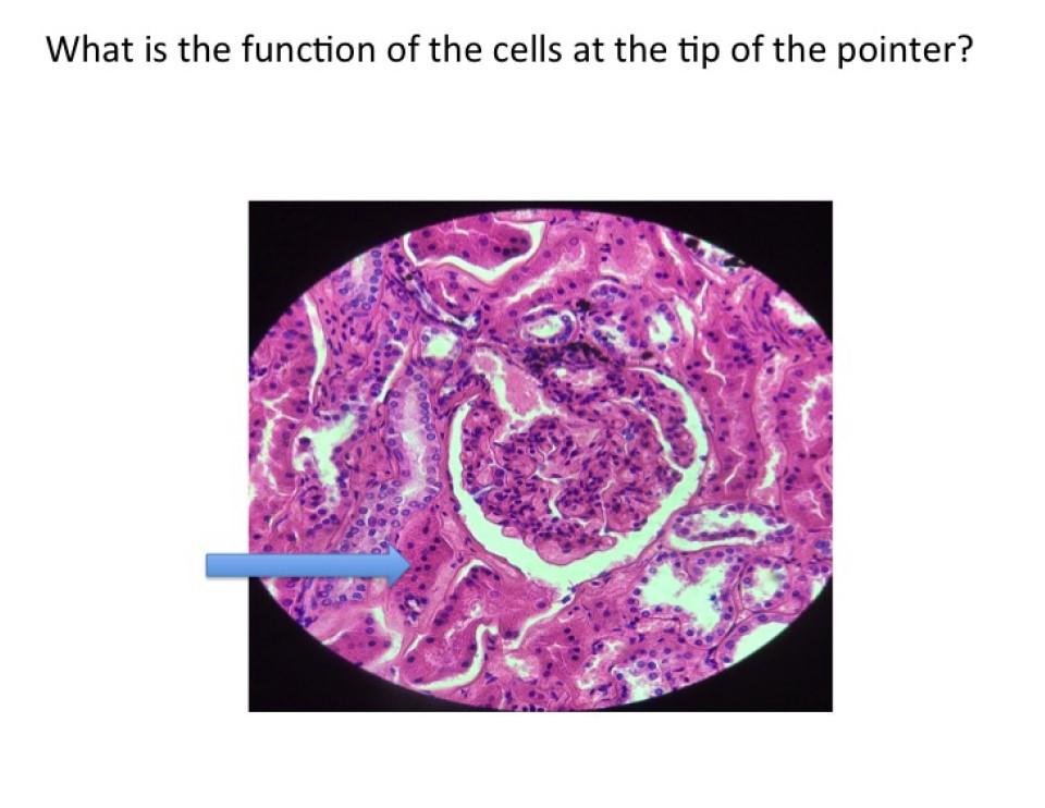 Solved What is the function of the cells at the tip of the | Chegg.com