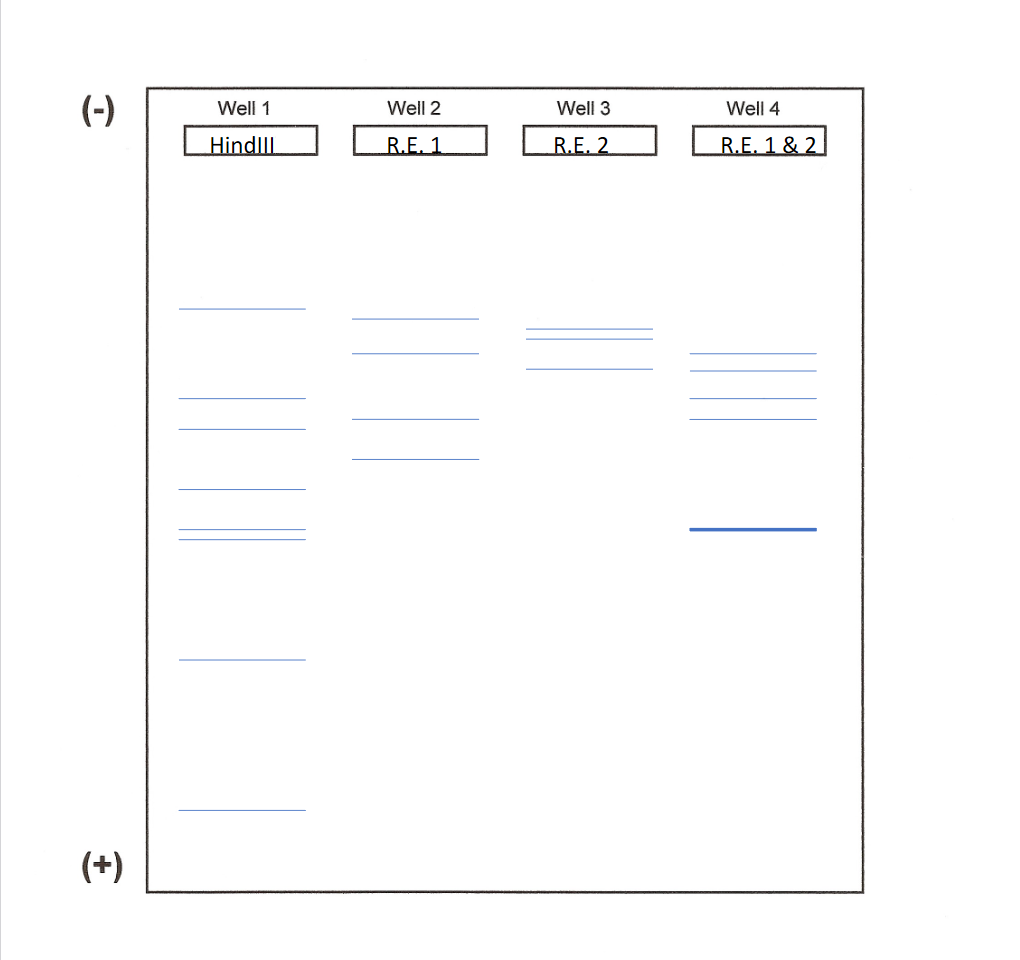 Laboratory 4: Restriction Analysis of DNA . Learning | Chegg.com