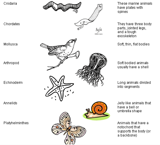 Solved Animal Phylum Matching Directions: First, draw a line | Chegg.com