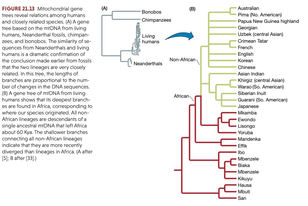 Solved Use the phylogeny based on mitochondrial DNA to | Chegg.com