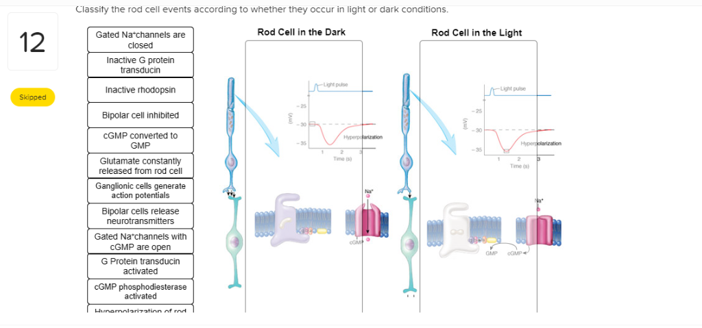 Solved Classity the rod cell events according to whether | Chegg.com