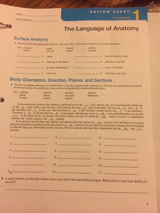 The Language Of Anatomy Review Sheet Exercise 1 Answer Key Exercise 